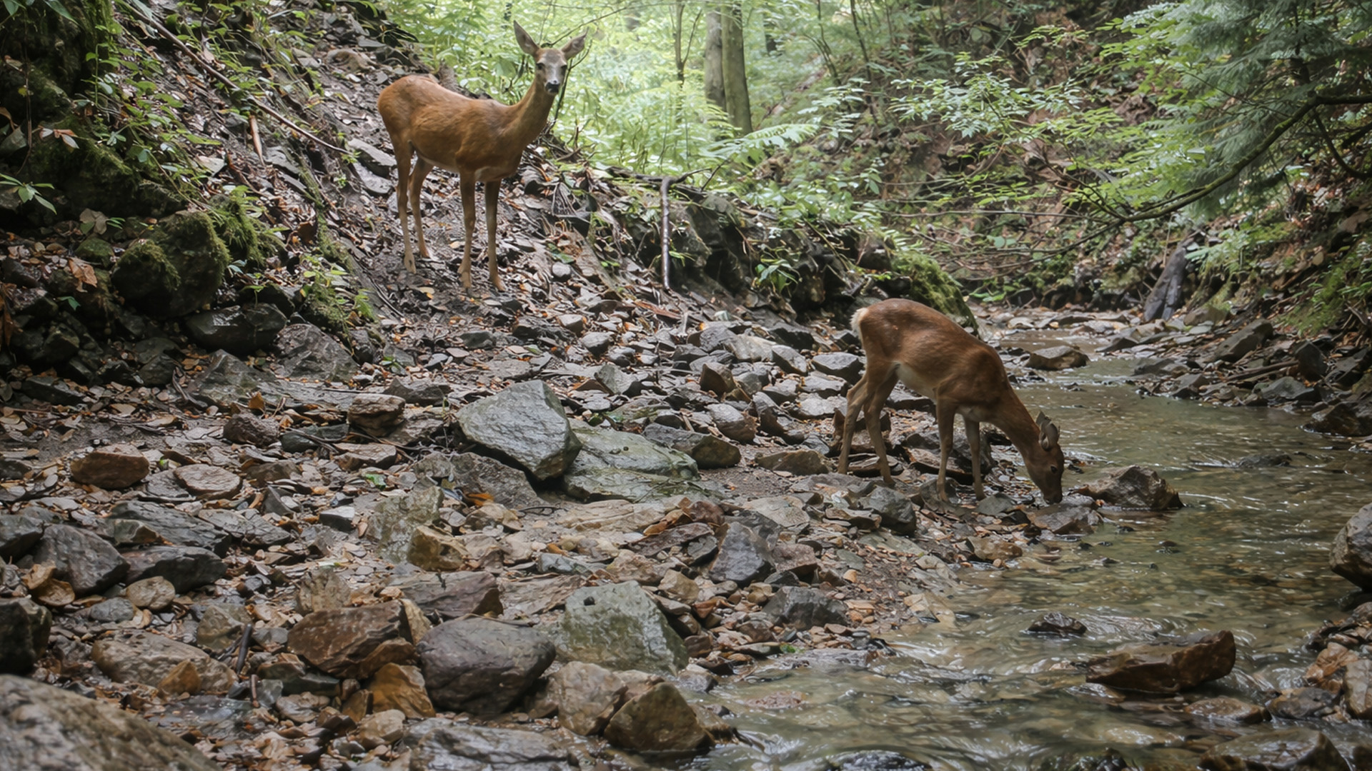 Rare forest moments captured by my trail camera