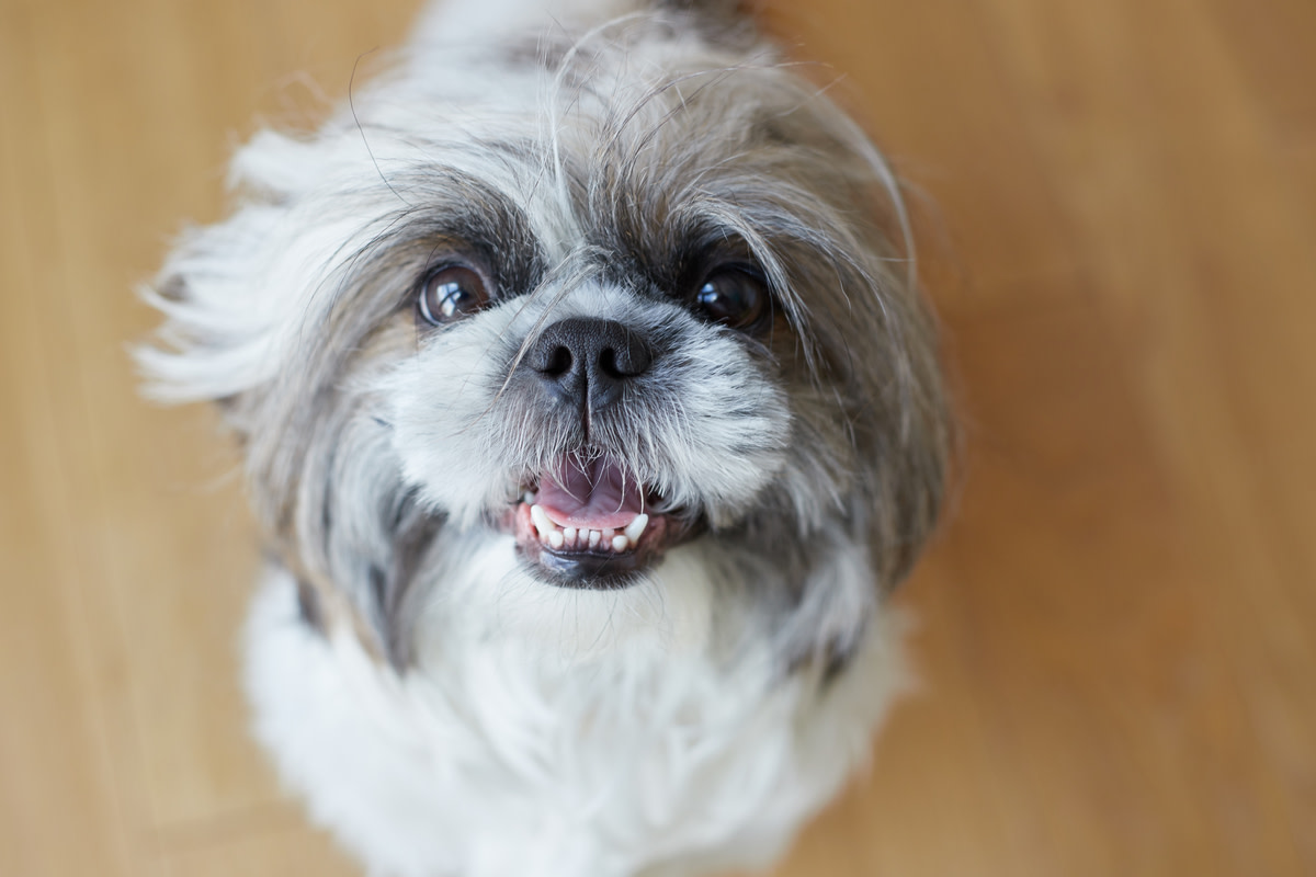 Shih-Tzu raised by cats 'purrs' whenever he's held and it's downright ...