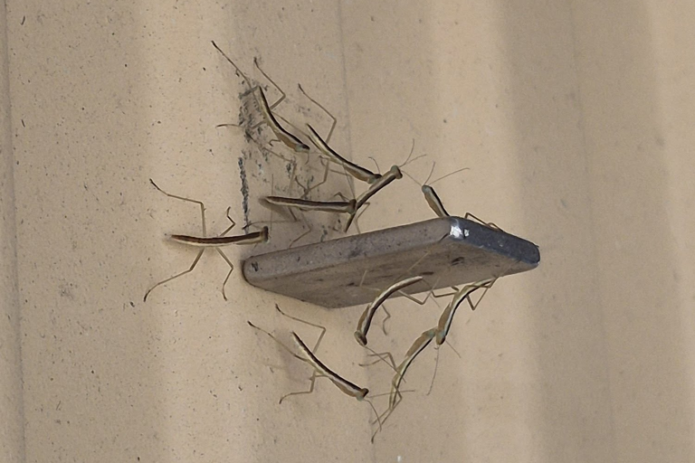 Aussie man discovers insects 'worshipping' magnet in yard: 'They're ...