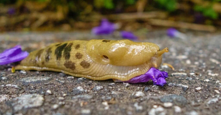 Do slugs have teeth? Inside one of nature’s weirdest mouths