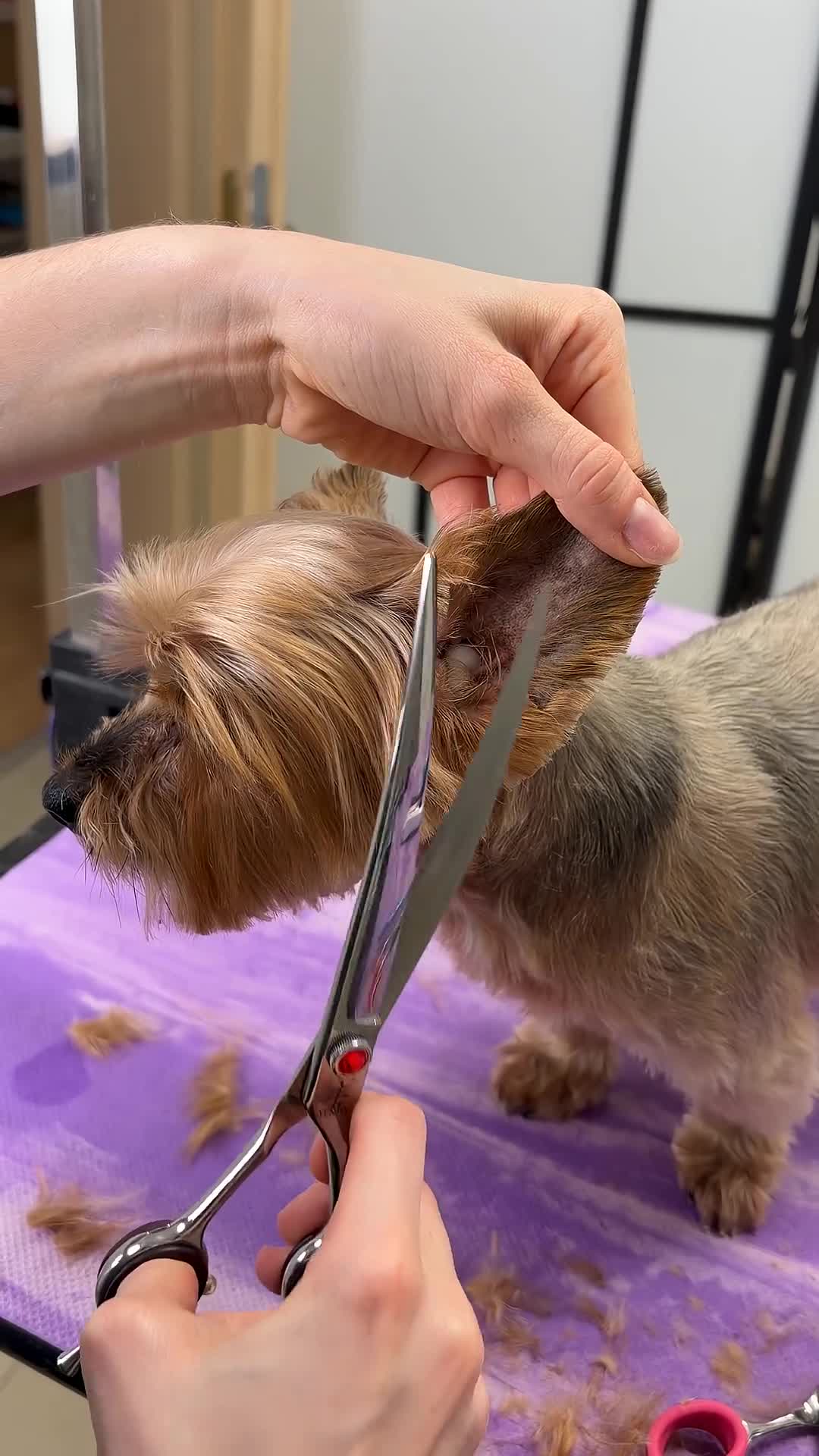 This granny yorkie is ready to steal your heart ️🐾