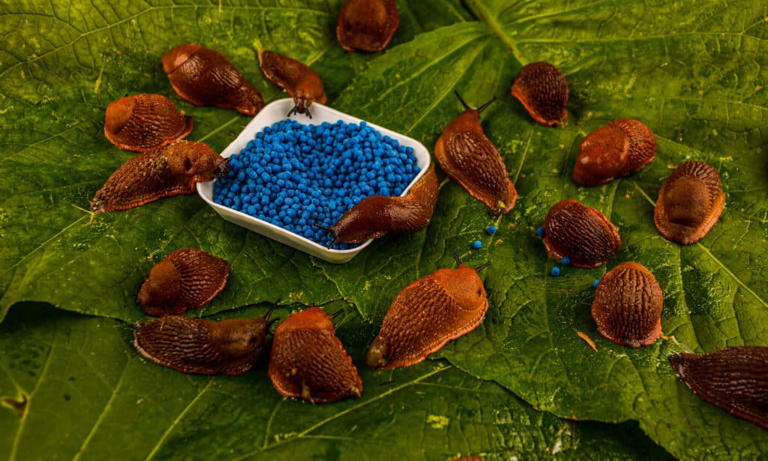 Do slugs have teeth? Inside one of nature’s weirdest mouths