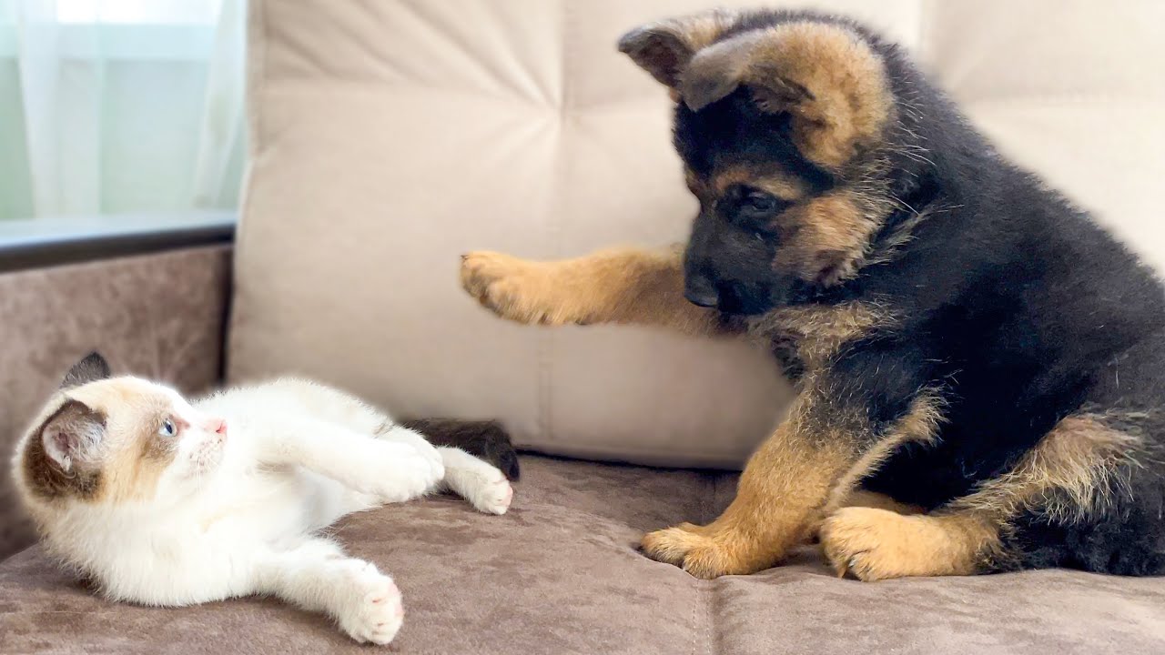 Duitse herder puppy en kitten spelen samen
