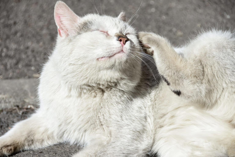 Cómo cuidar a un gato con sarna: síntomas, tratamiento y limpieza del hogar