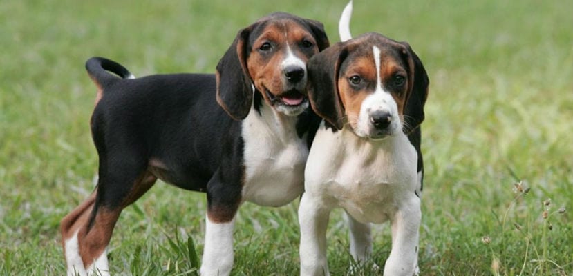 Coonhound: variedades, carácter, cuidados y salud de este sabueso americano