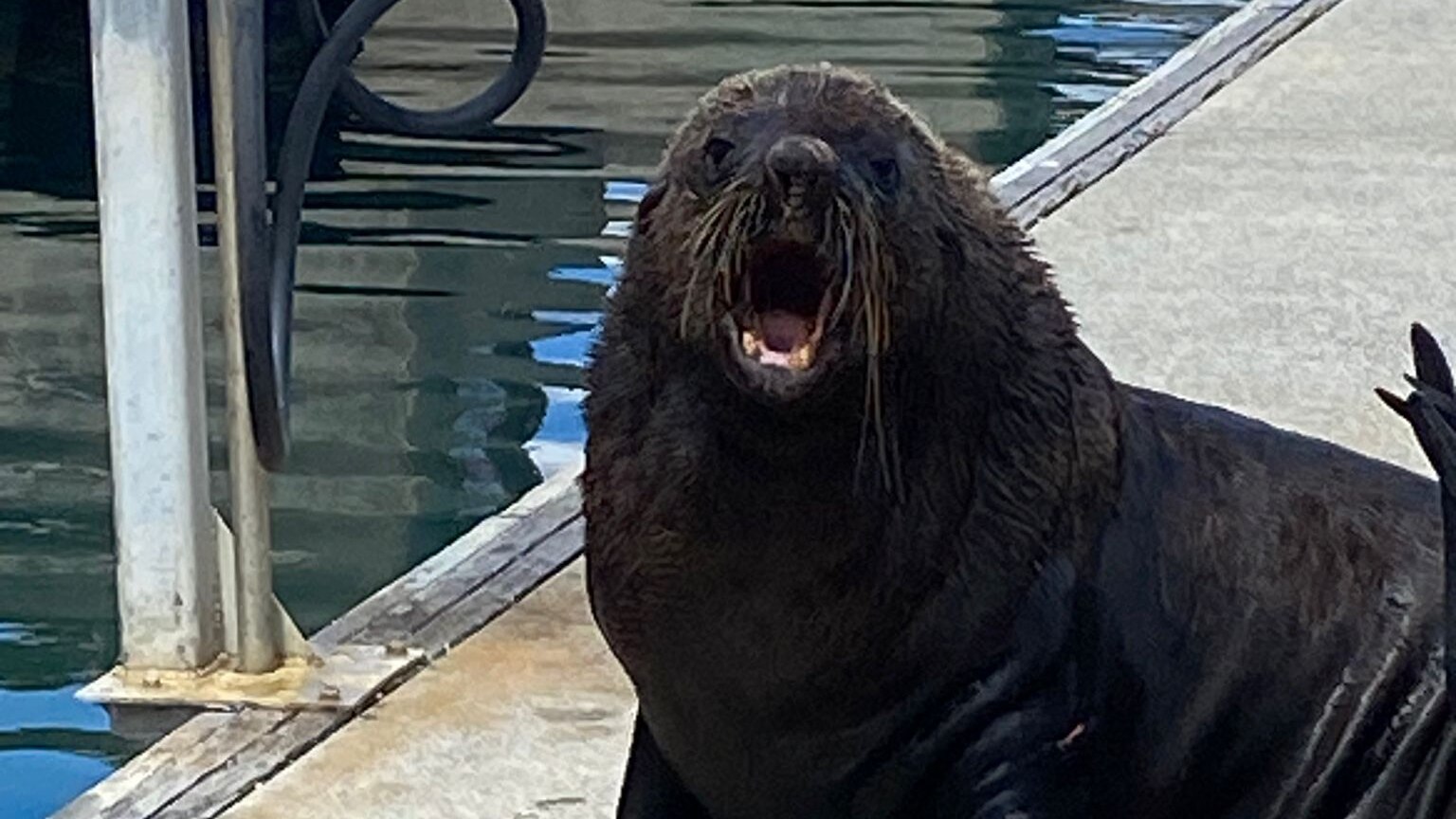 'Grumpy' seal disrupts Blairgowrie boat race on Victoria's Mornington ...