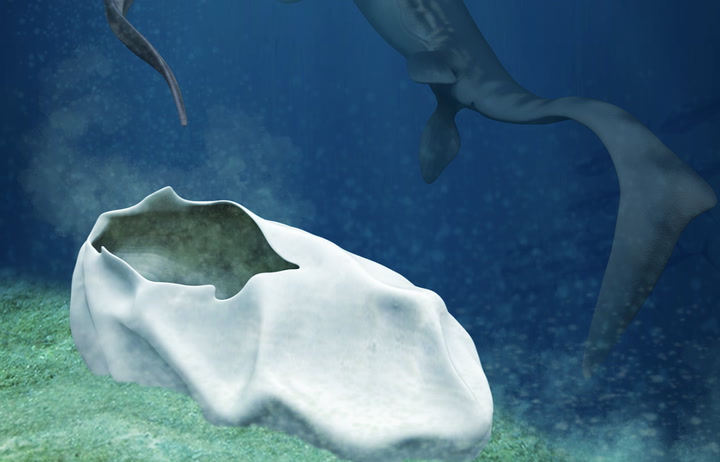 Humongous fossil egg from over 48 million years ago in Antarctica