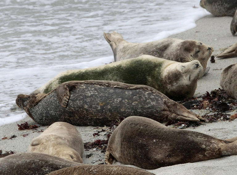Monterey Peninsula’s seal team: ‘The Jane Goodalls of harbor seals’