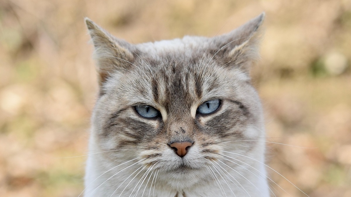 10 signs of love your cat gives you that you might not recognize
