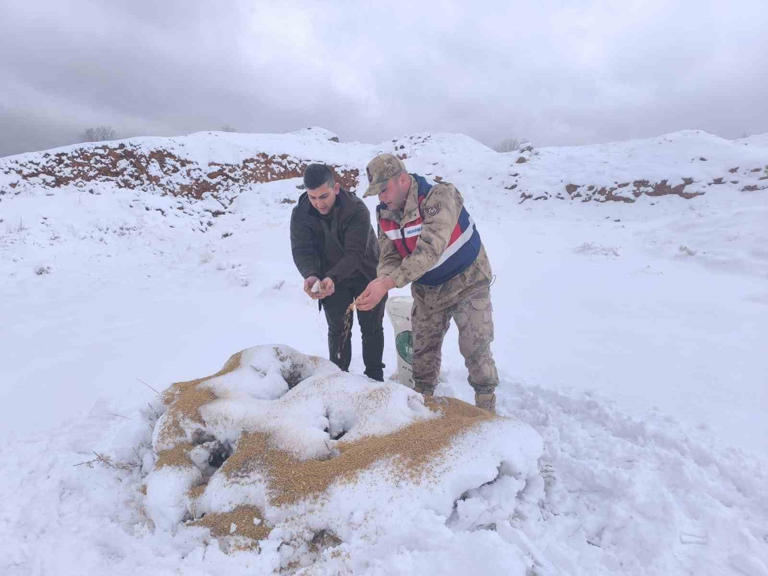 Siirt’te yaban hayvanlarına 750 kilo besi yemi bırakıldı