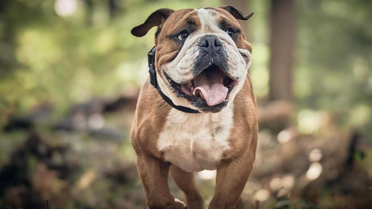 10 comportamientos que revelan el amor auténtico de tu perro
