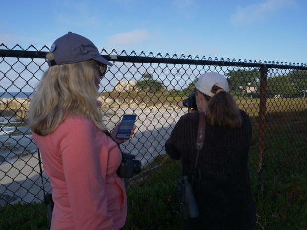 Monterey Peninsula’s seal team: ‘The Jane Goodalls of harbor seals’