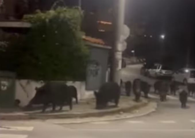 Θεσσαλονίκη: Αγέλη αγριογούρουνων στους δρόμους του Πανοράματος ...