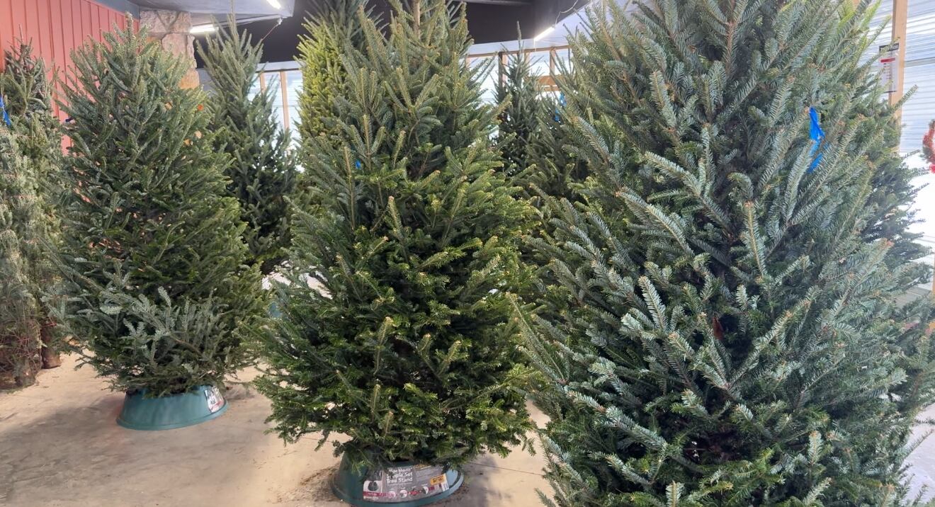 'Buy a Tree Change a Life' fundraiser in Minot benefits local ...