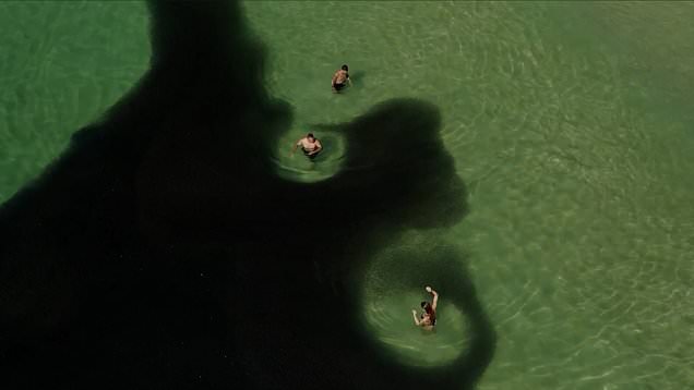 Rio beachgoers swim alongside enormous anchovy school in rare phenomenon