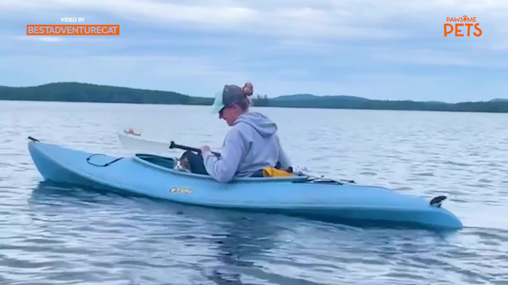 Adventure cat loves to go swimming
