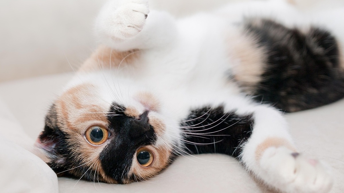 10 signs of love your cat gives you that you might not recognize