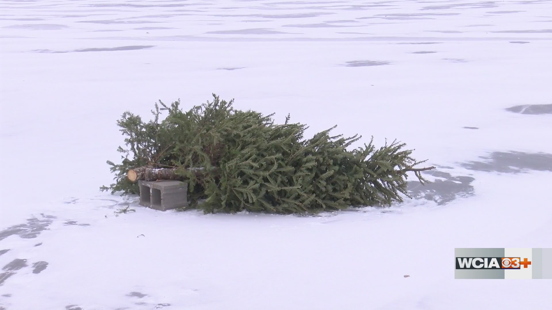 Where can I recycle my Christmas tree in Central Illinois?