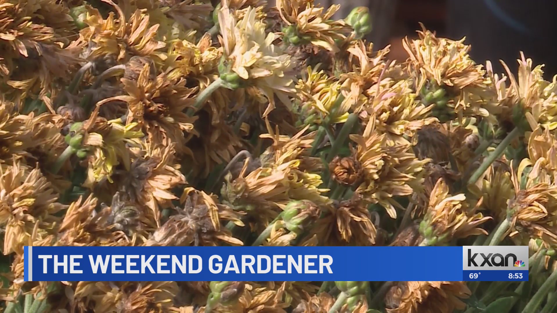 The weekend gardener: How to take care of chrysanthemums in the fall ...