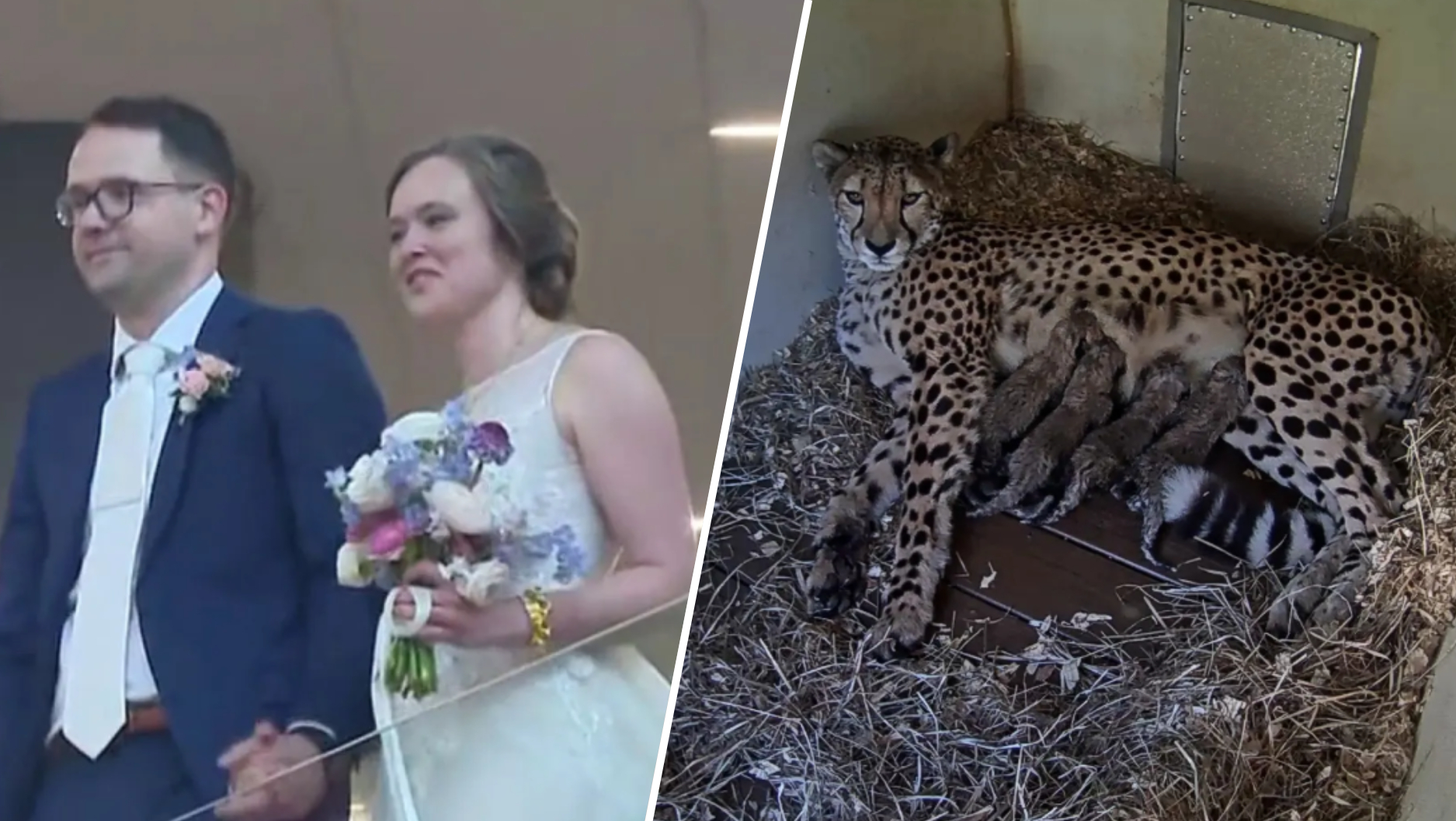 Couples, community and a bunch of baby animals: Good news from the DC ...