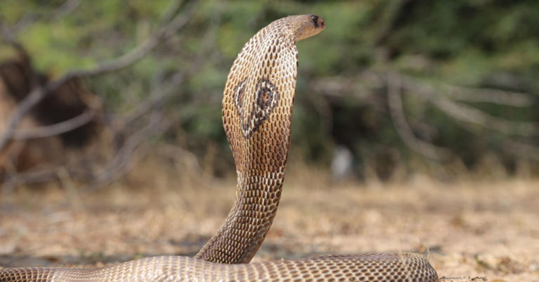 Indian Cobras Invaded A Springfield, Missouri In 1953 And Nobody Knew ...