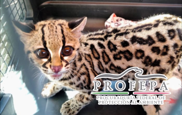 Hallan tigrillo en domicilio de CDMX; ejemplar en peligro de extinción ...