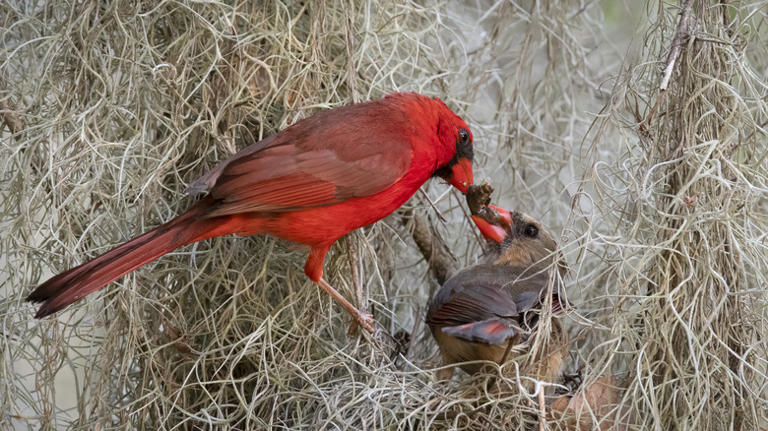 8 Types Of Bird's Nests You Should Never Remove From Your Yard