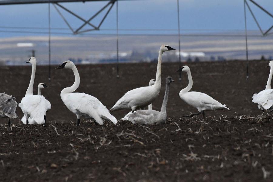 Trumpeter swans feasting on rotten potatoes