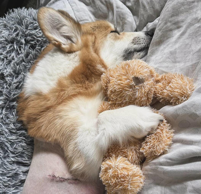 Grumpy corgi comforts sick little brother for first time after trip to vet