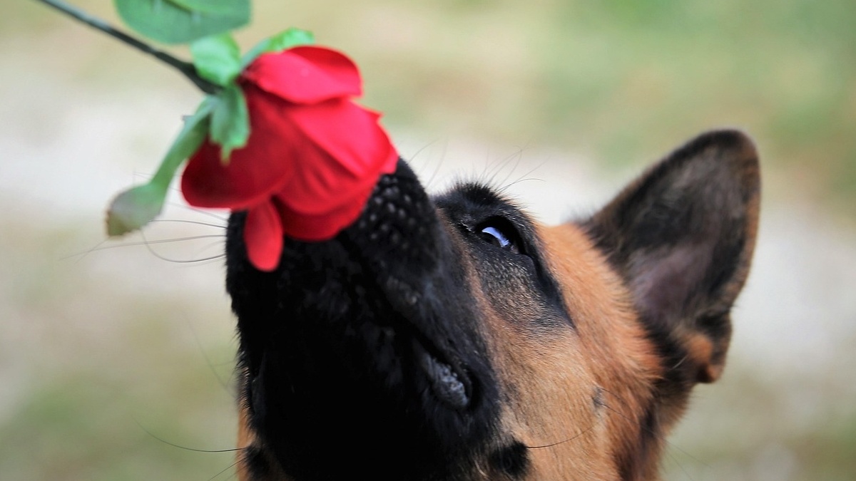 Plants that are dangerous for dogs (avoid having them at home)