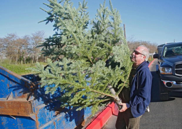 It’s time to address the annual question: How do I get rid of the tree?