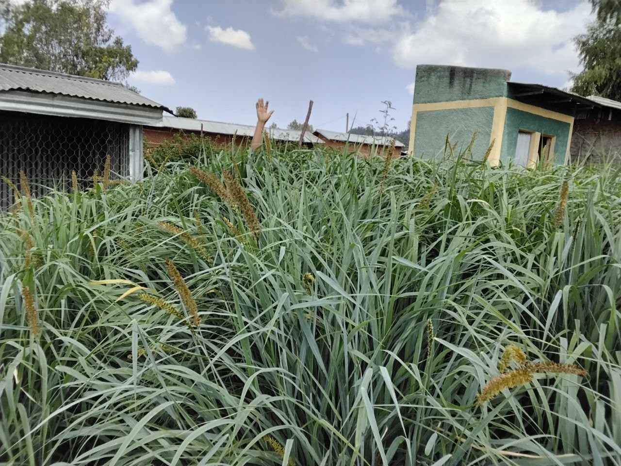 Haramaya University researchers develop drought-resistant animal fodder