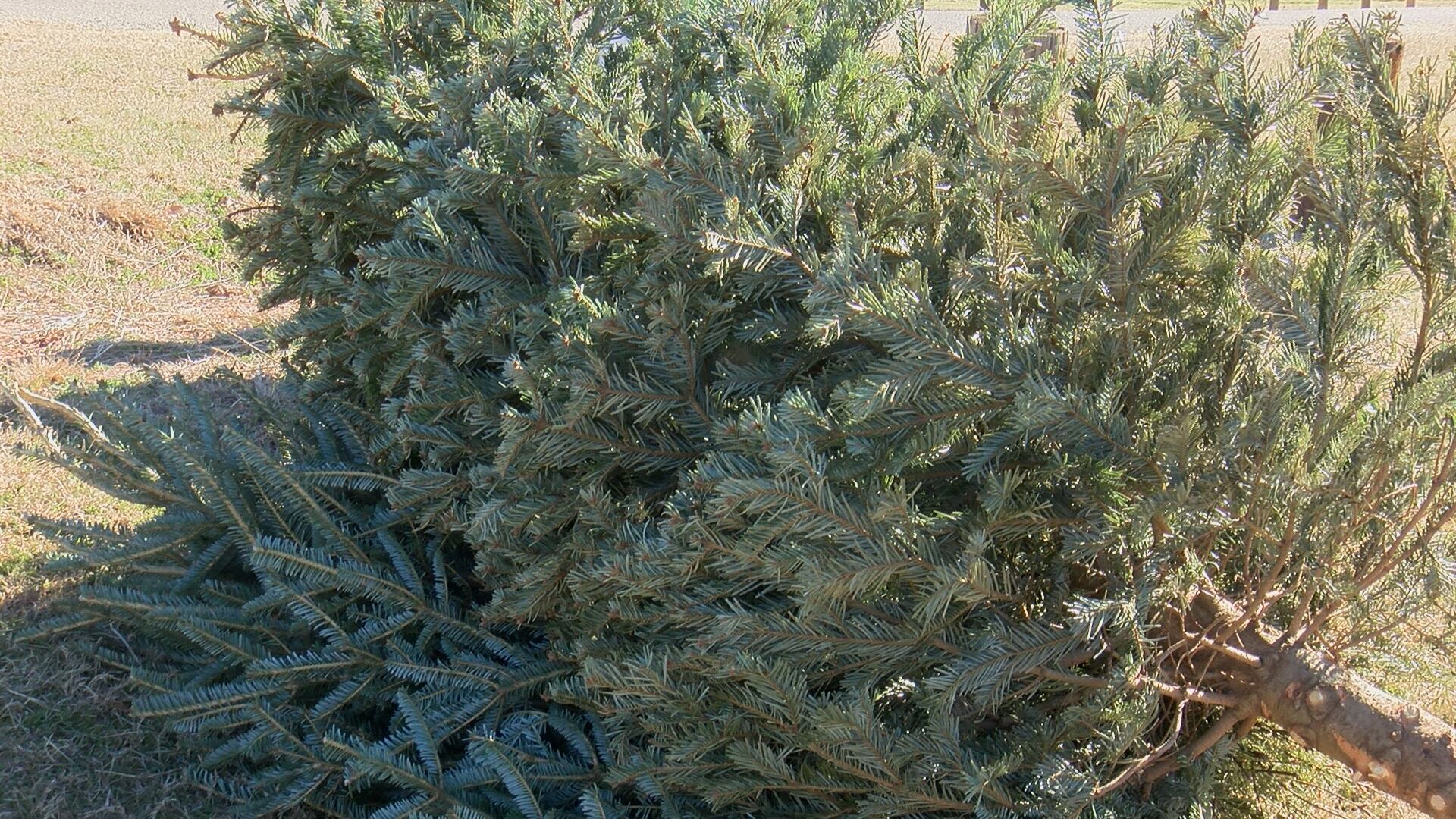 Christmas tree drop off sites officially open across the Omaha metro