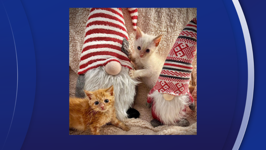 Rescues in action: Willow and Aspen