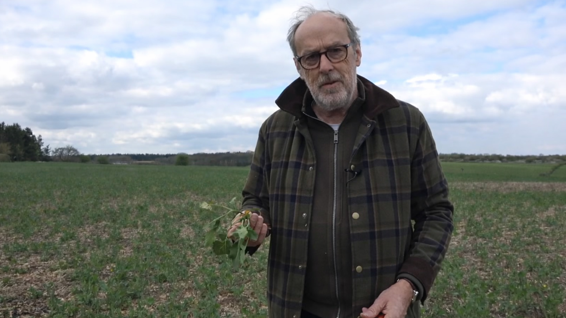 Why oilseed rape is failing on farms