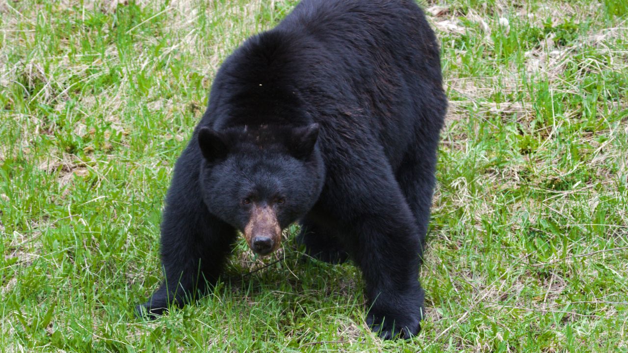 What works against bears and what only sounds good around the campfire