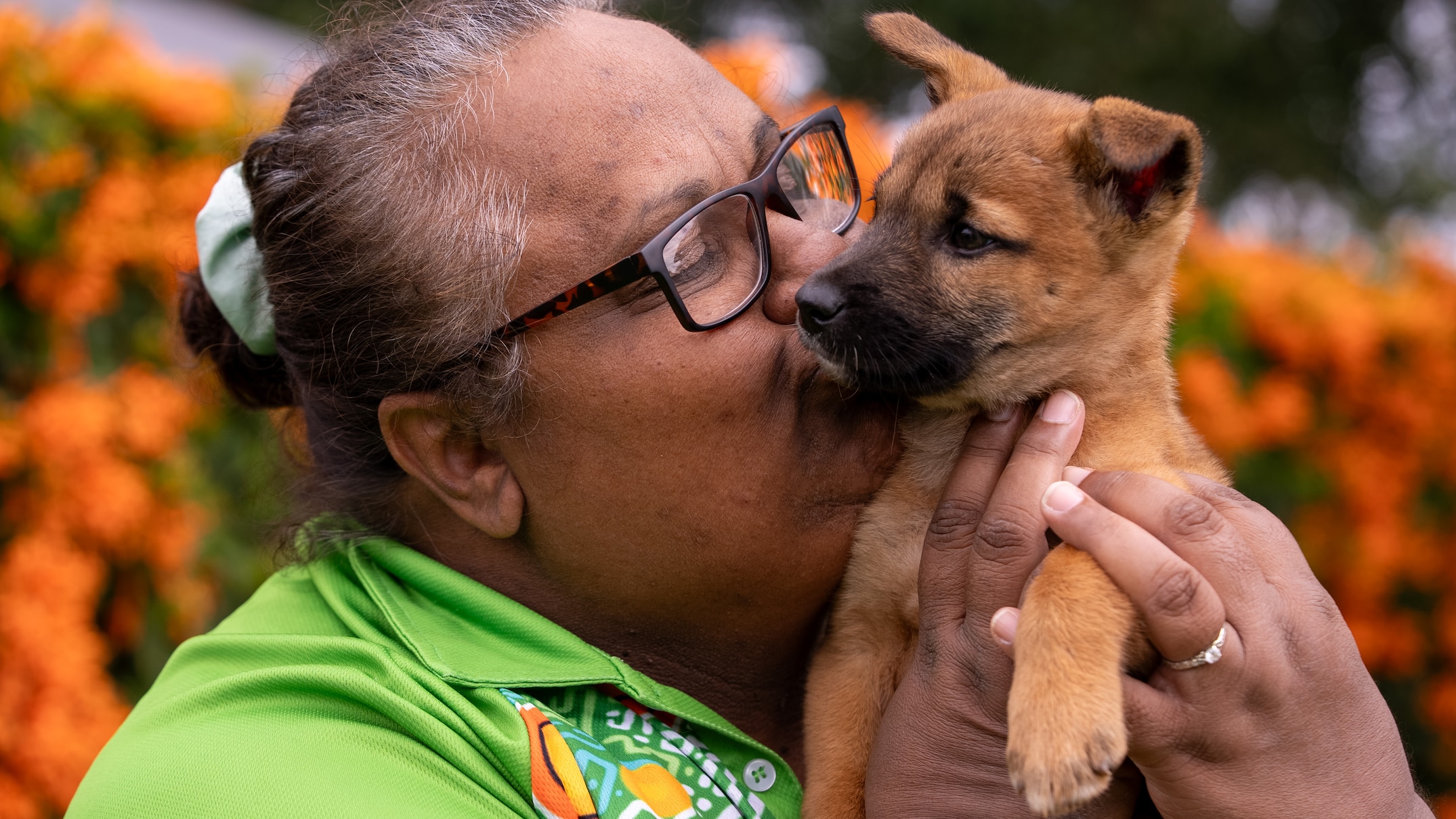 Dingo management should be 'non-lethal', traditional owners say