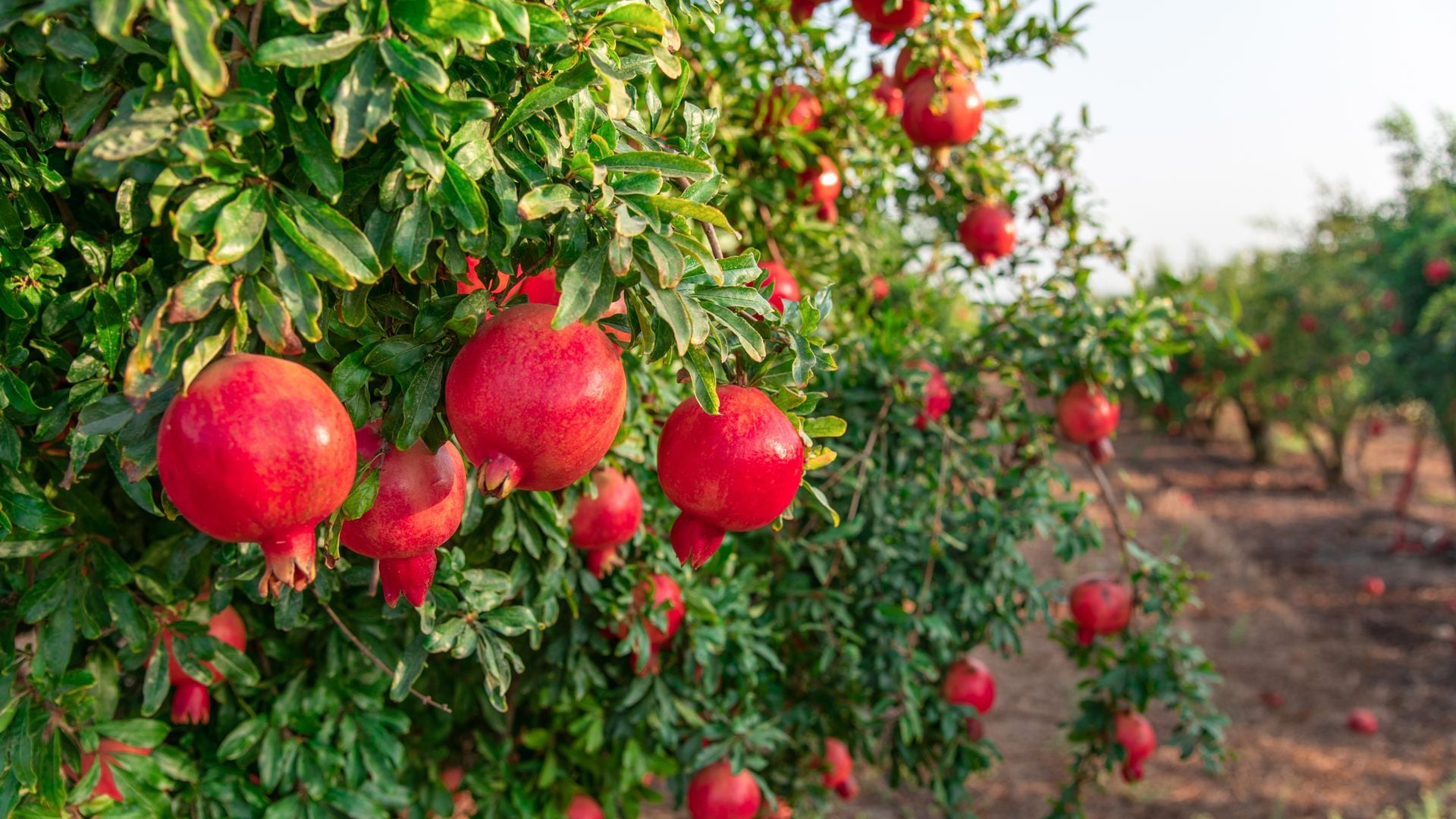 How to plant pomegranate trees and enjoy fruit for decades