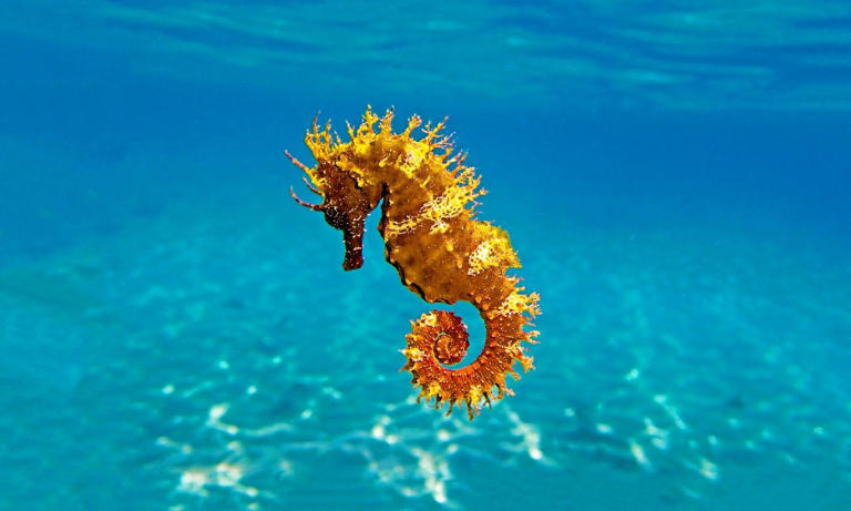 Discover your spirit animal based on your birth date