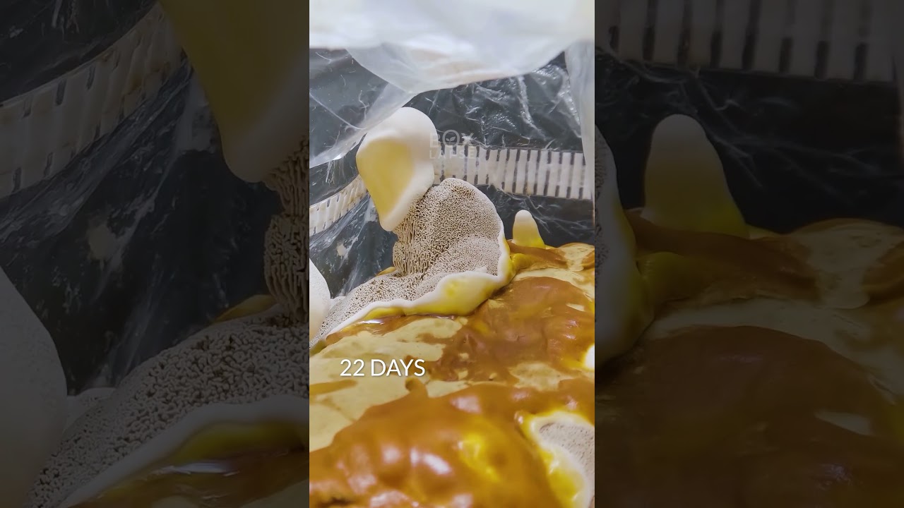 Mesmerizing reishi mushroom transformation