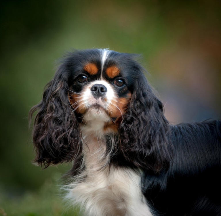 5 cuddly dog breeds that love to be held, via experts