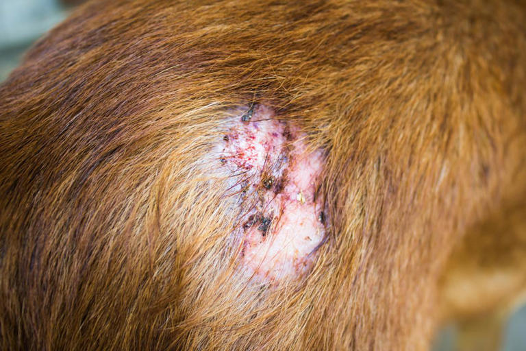 Cómo cuidar a un gato con sarna: síntomas, tratamiento y limpieza del hogar