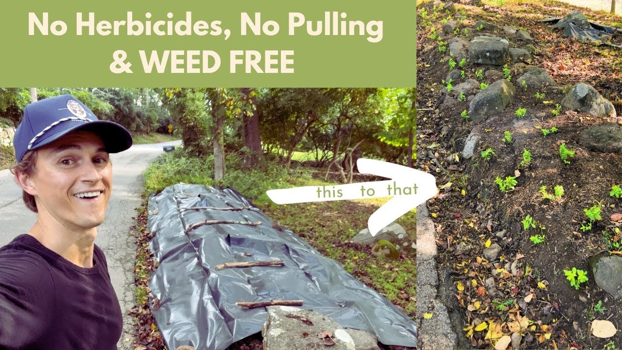 Organic weed killing method! No herbicides no pulling occultation with ...