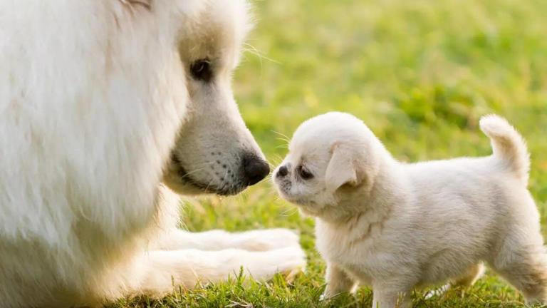 Inhumane act: Puppies burned to death in West Bengal for whimpering in ...