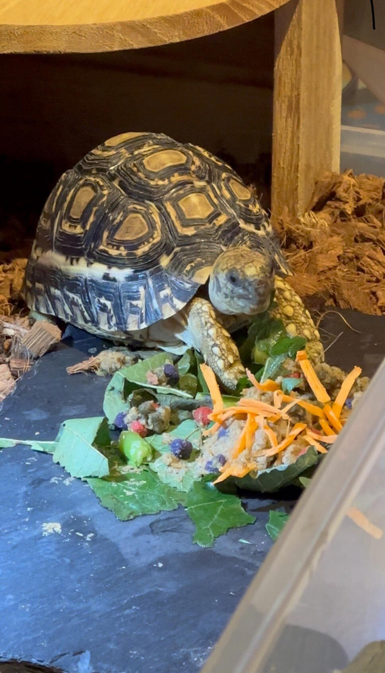 「小さい頃からカメが大好きで…『キングオブコント』決勝の日に迎え入れました」ニッポンの社長・辻さんが語る、念願だった“リクガメ2頭との暮らし”