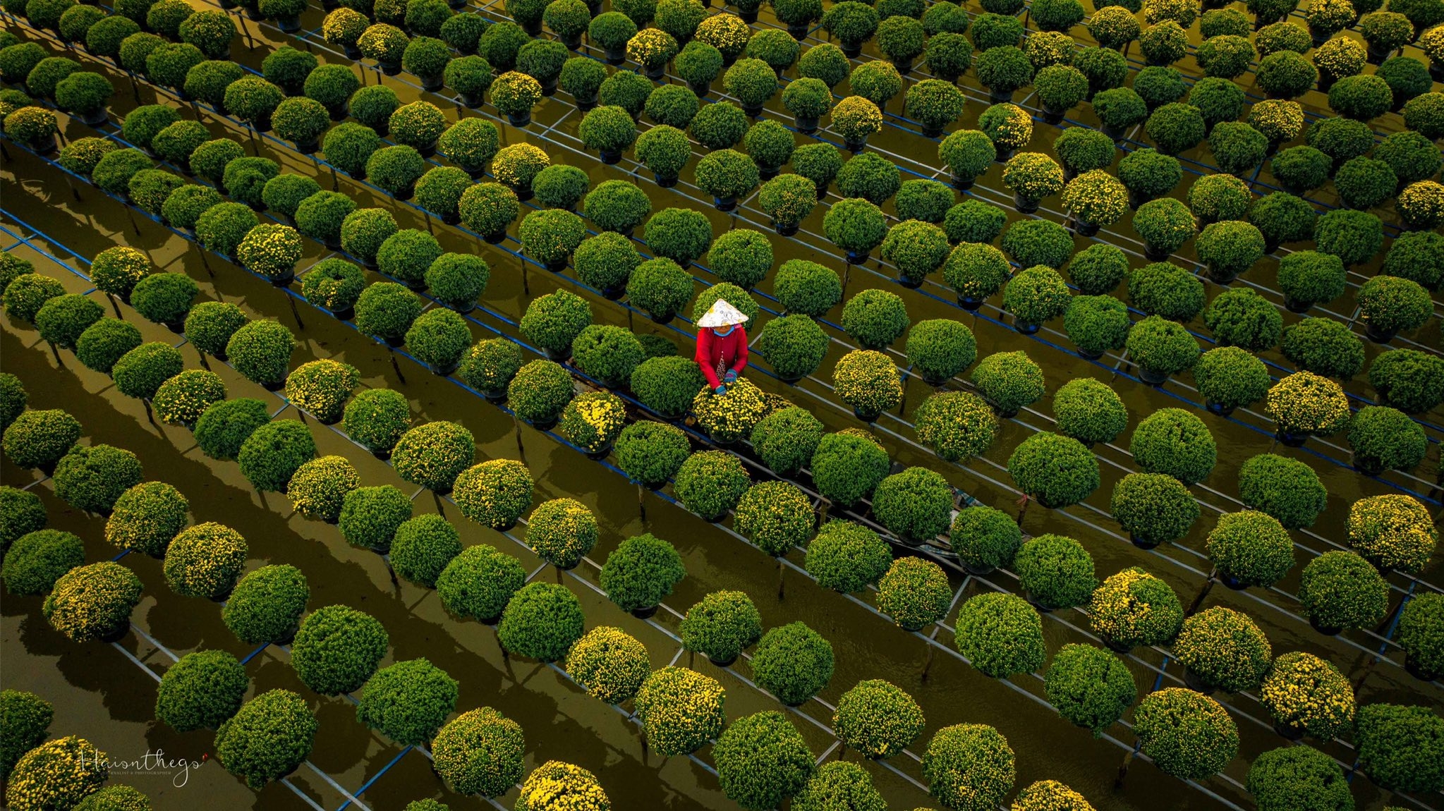 Nghề trồng hoa Sa Đéc được công nhận di sản quốc gia