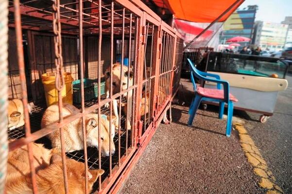 80% dog breeding farms close ahead of 2027 abolition