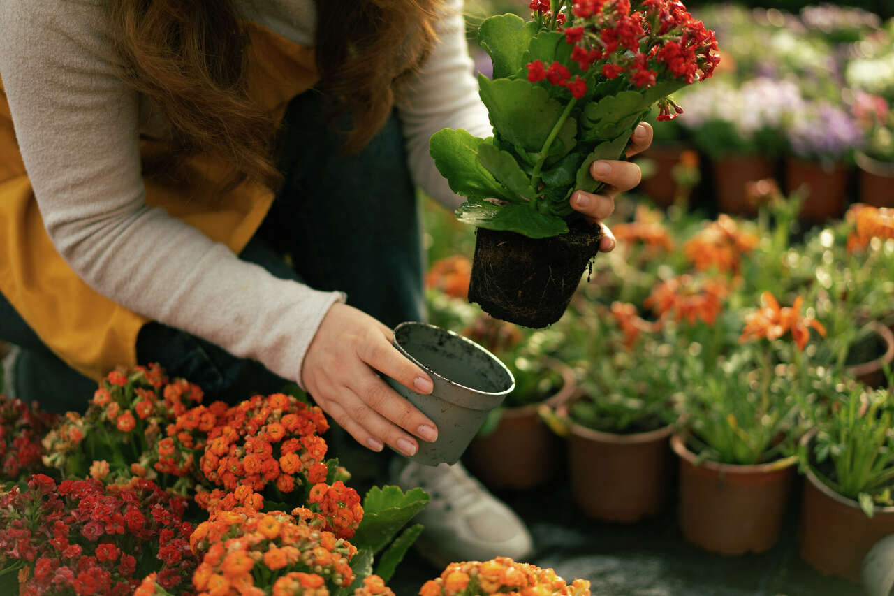 A non-traditional but festive holiday plant: Kalanchoe