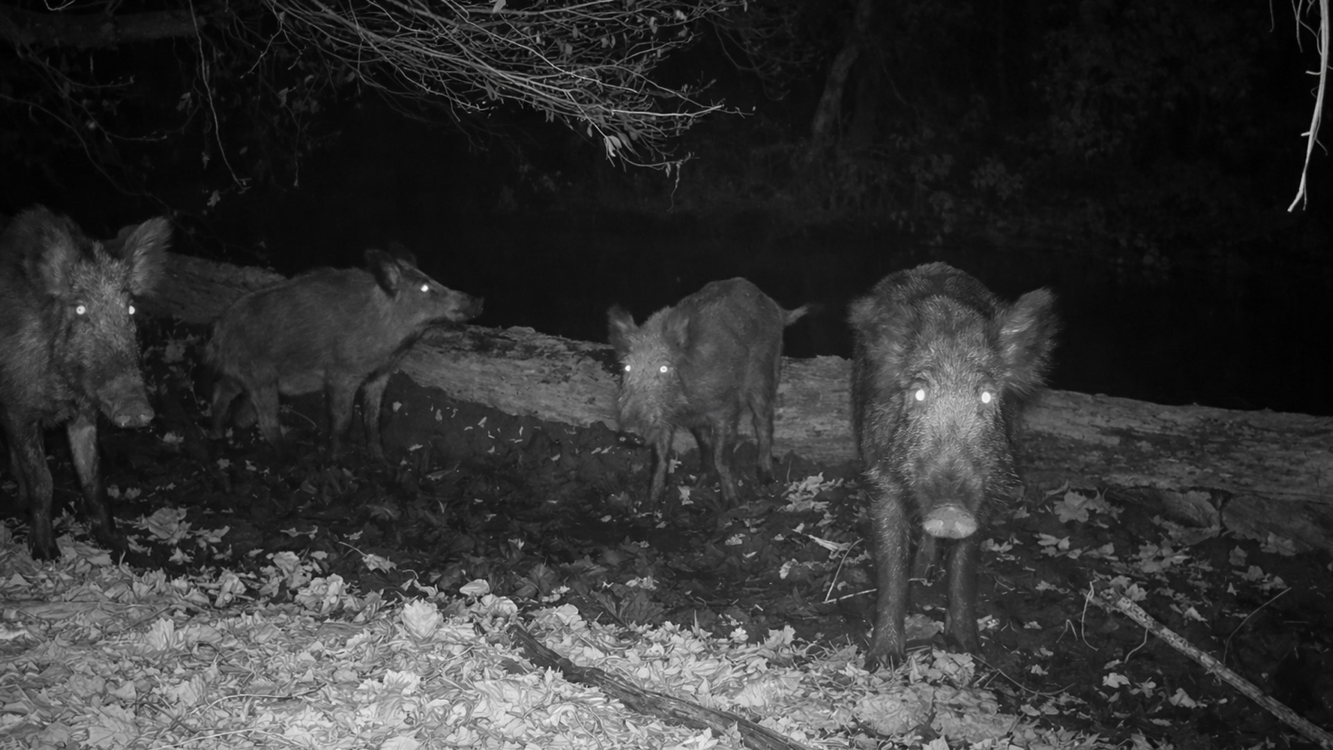 Captured by the river, what my trail camera recorded