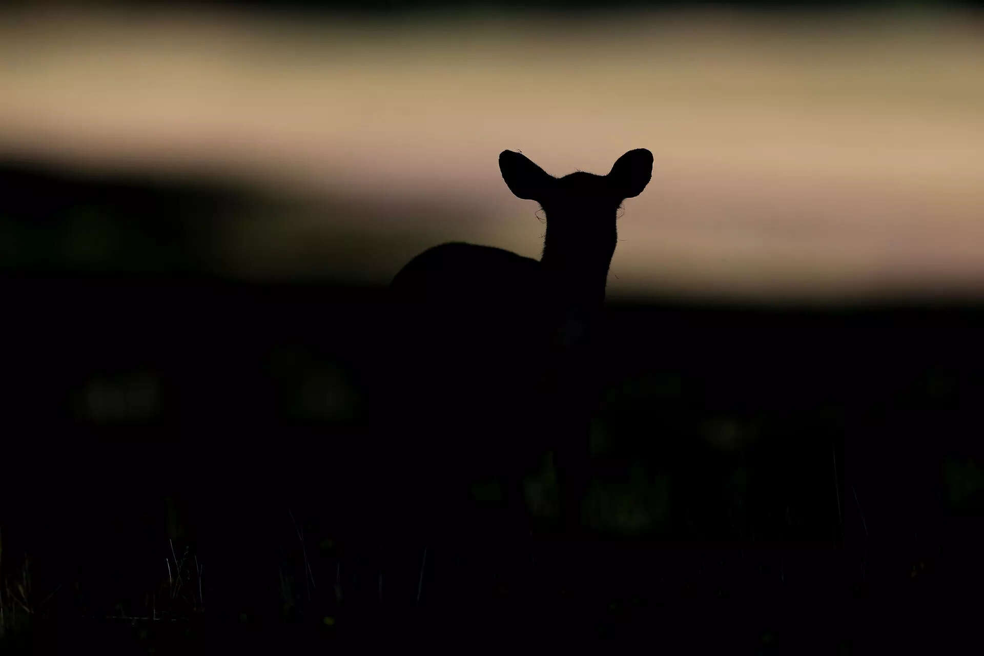 Ghost Shark to Hoatzin Bird: 5 mind-blowing Animals existing on Earth ...